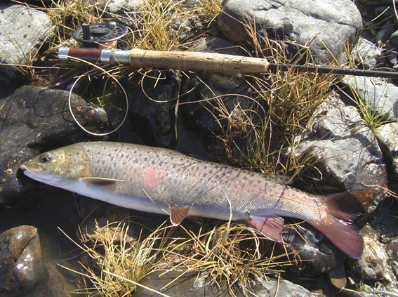 Fly Fishing Dictionary, Wells grip